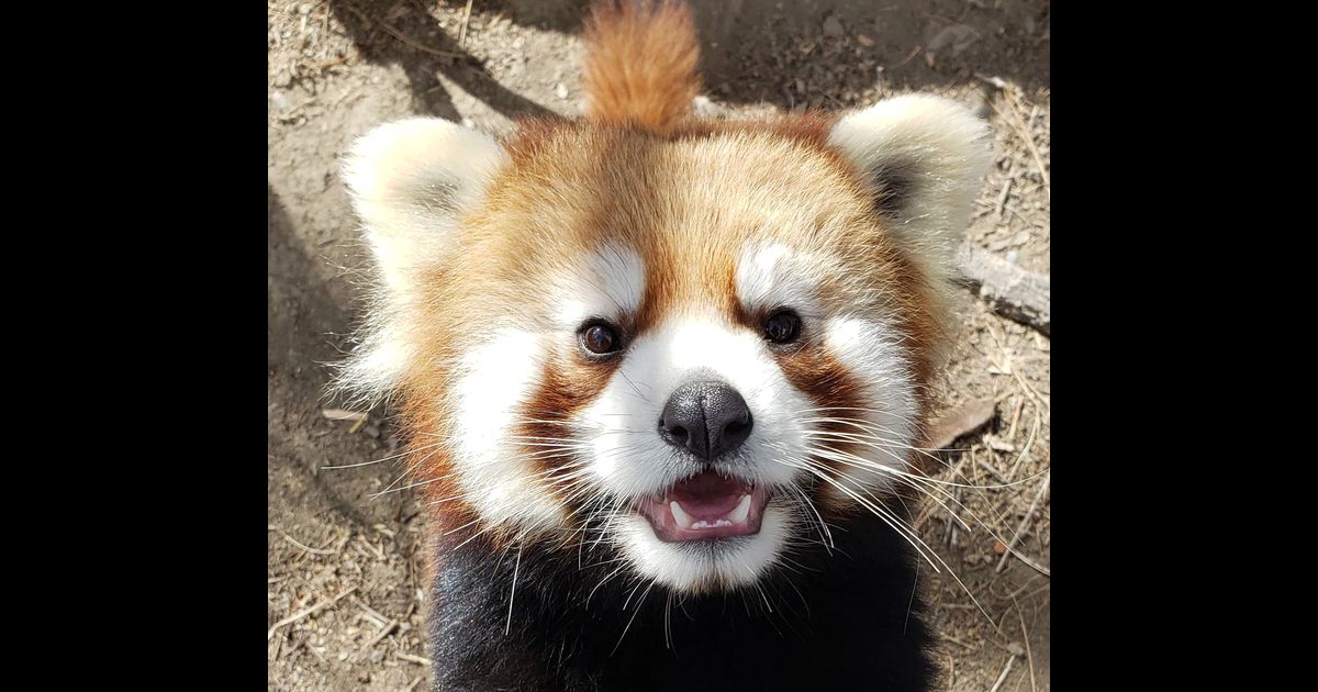 ZooMontana Red Panda Assumes Mantle of Super Bowl Predictor