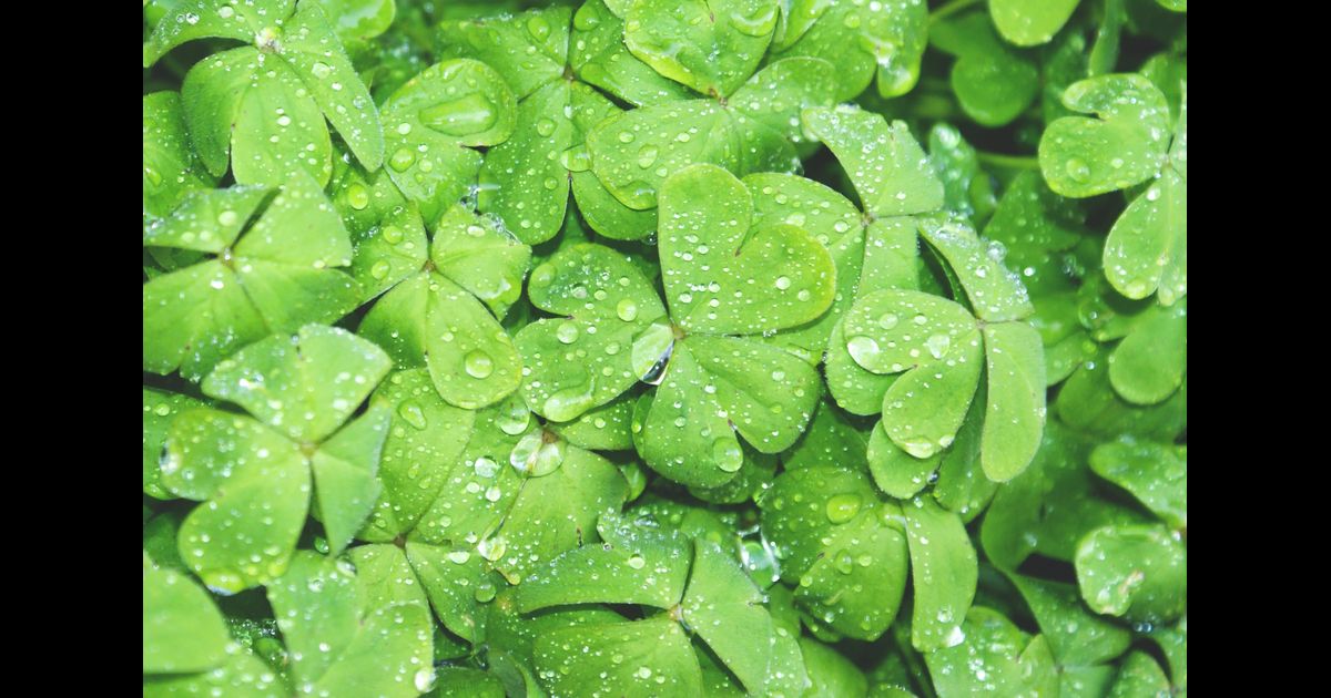 6 Easy Ways to Have a Wee Bit o’Fun on St. Patrick’s Day