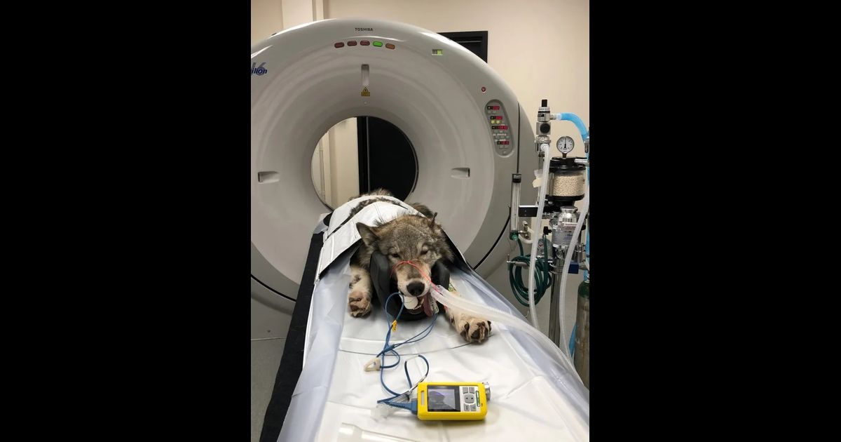 ZooMontana Asks for Help as Wolf Requires Surgery, Changes to Habitat