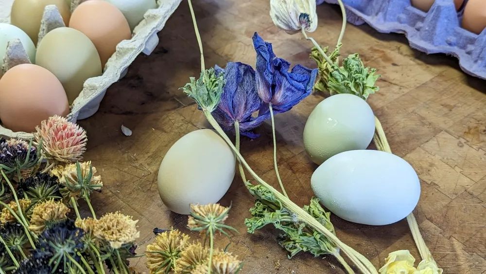 Meet the Farmer: Carah Ronan of Rodi Farm