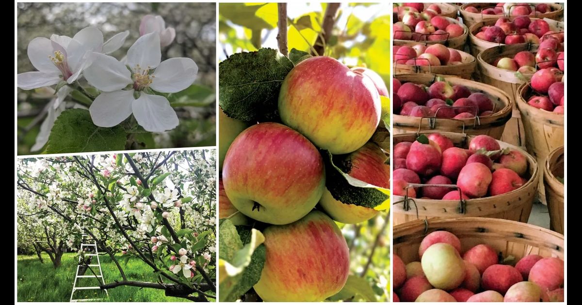 Delicious to the Core: Montana Apple Orchards