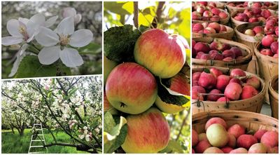 Simply Local Magazine